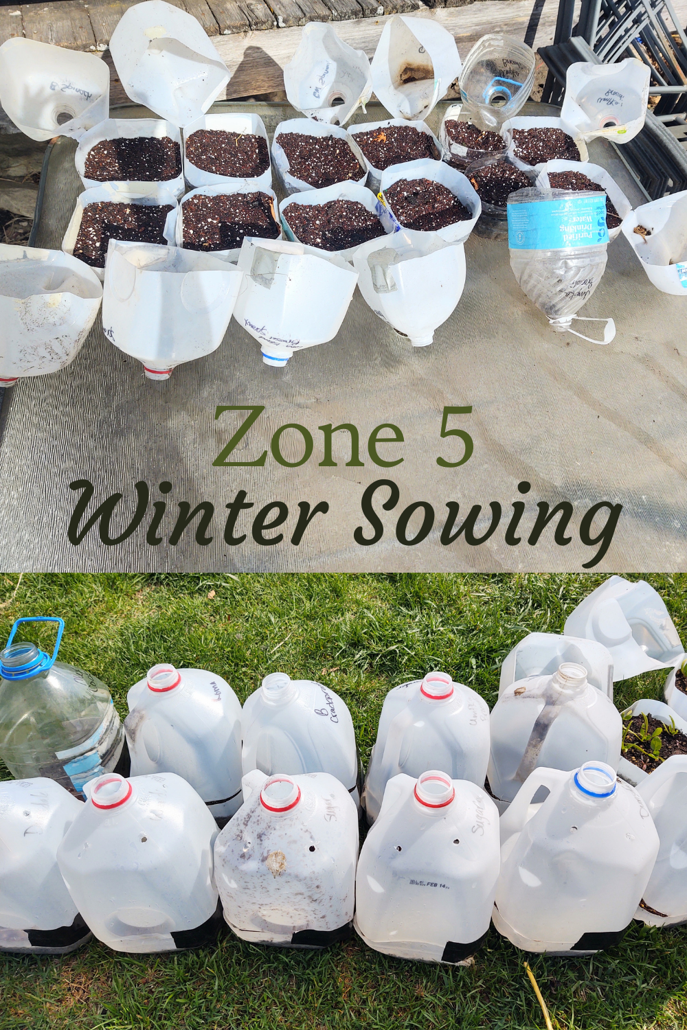 Winter Sowing - Hawkinson Homestead