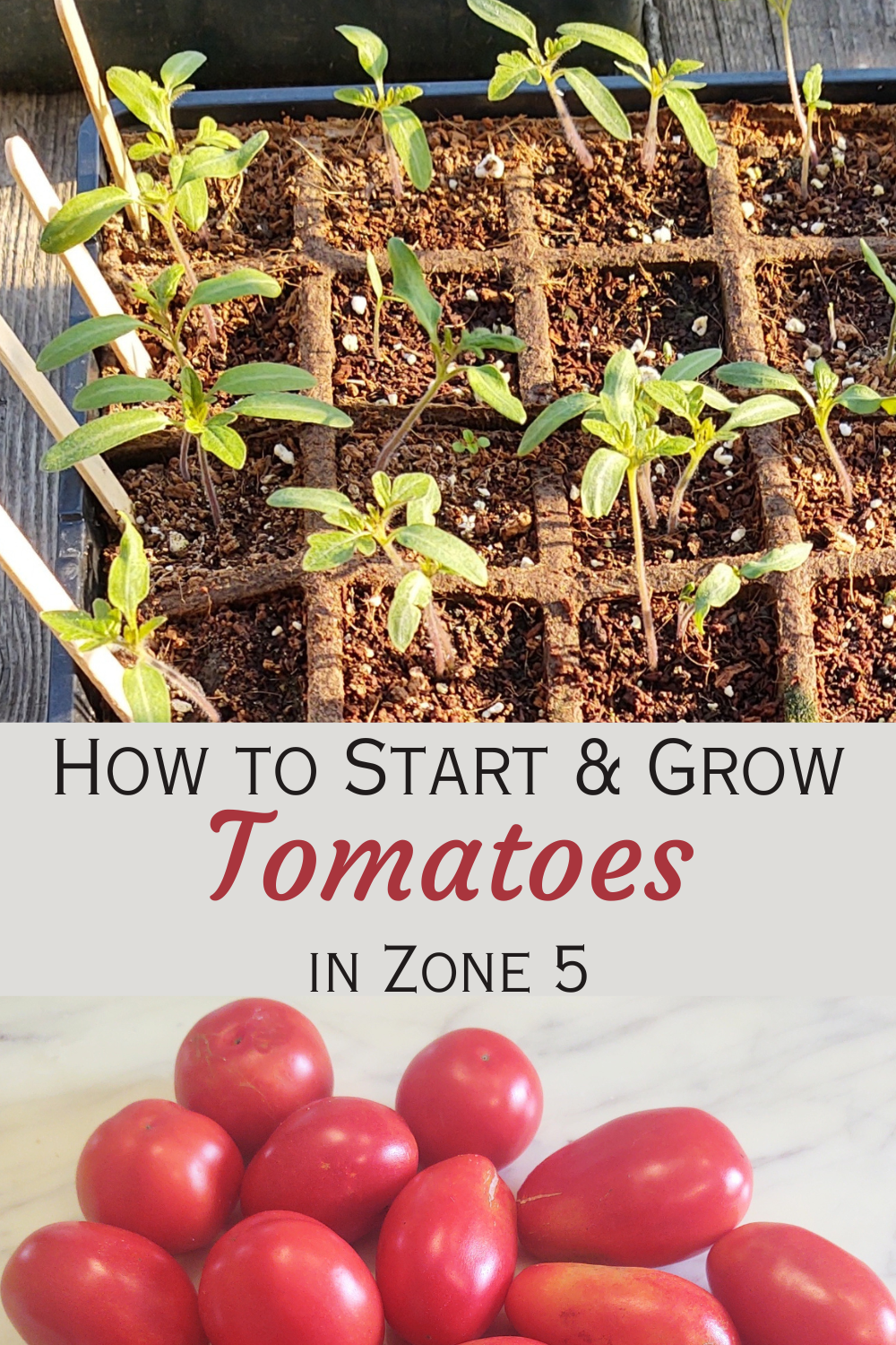 Growing Tomatoes - Hawkinson Homestead